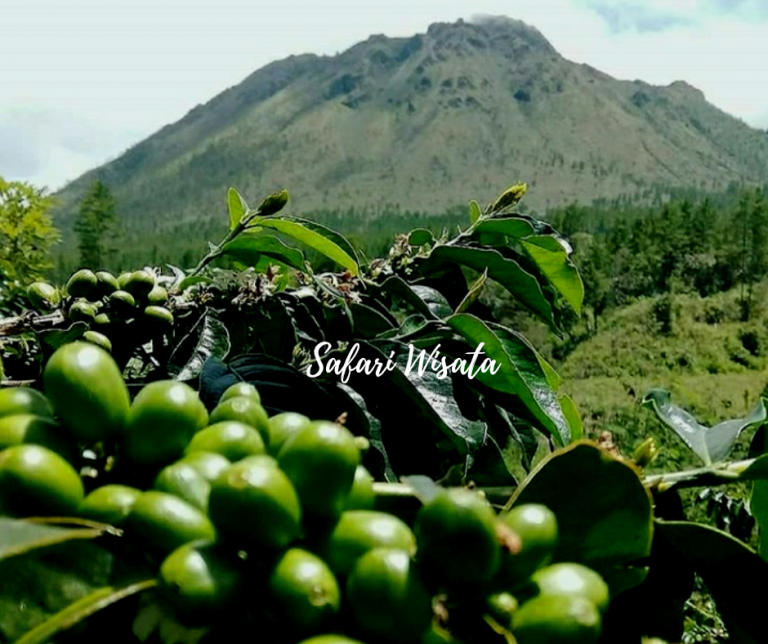 Gayo Highland & Central Aceh (Photos) - Safari Wisata International