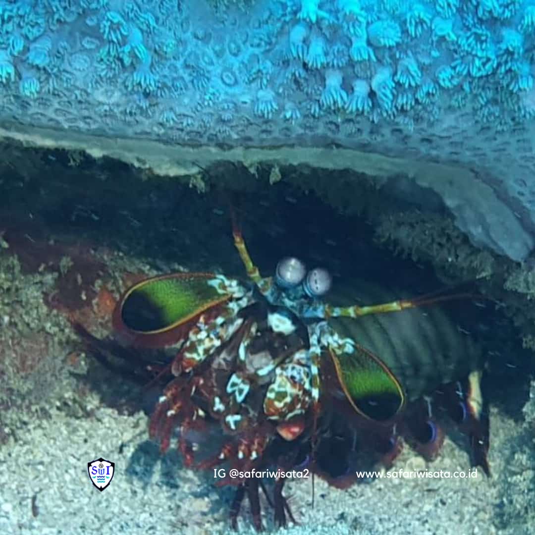 Pulau Weh Diving Package, Sabang Weh Island Dive Trip Price With Resort ...