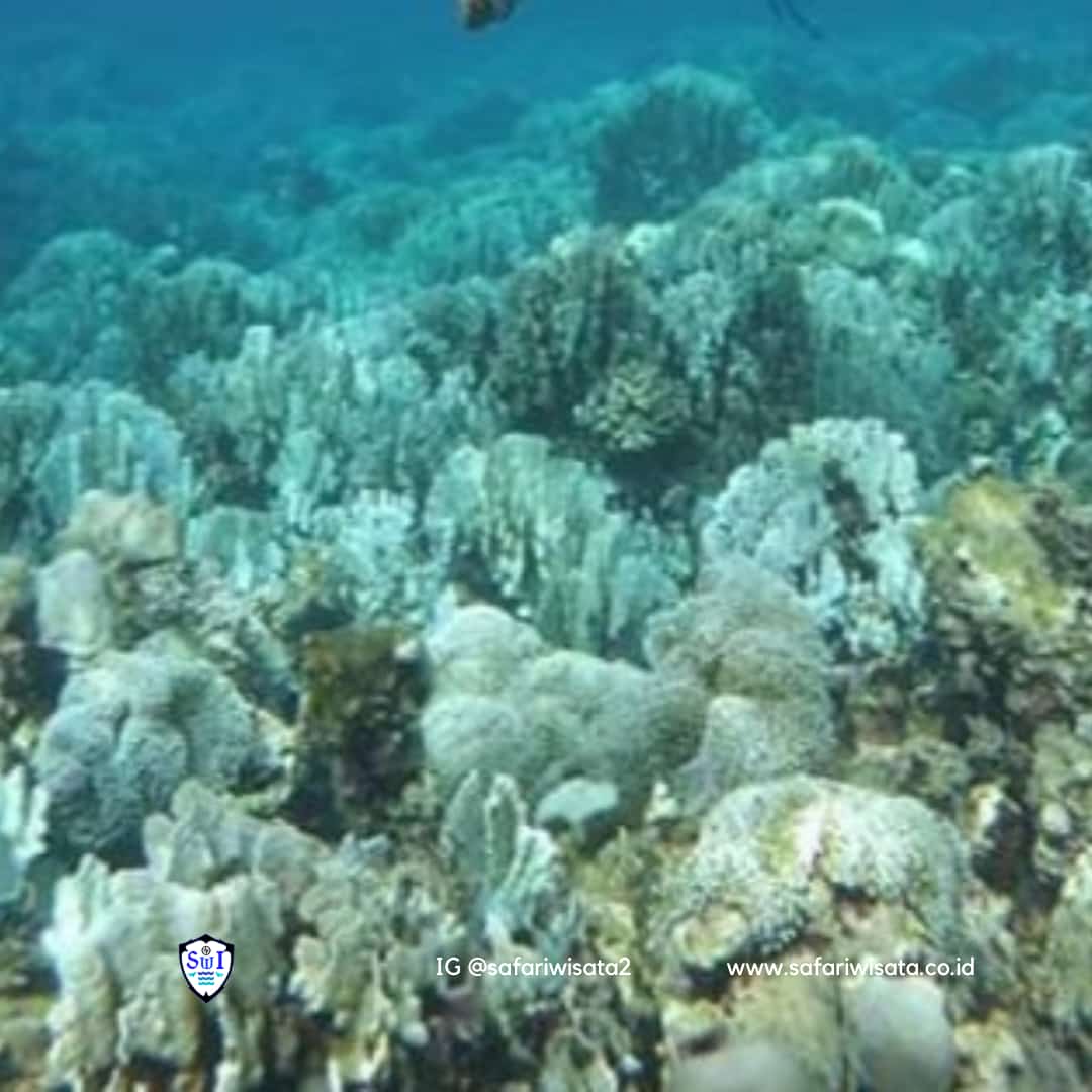 Pulau Weh Diving Package, Sabang Weh Island Dive Trip Price With Resort ...