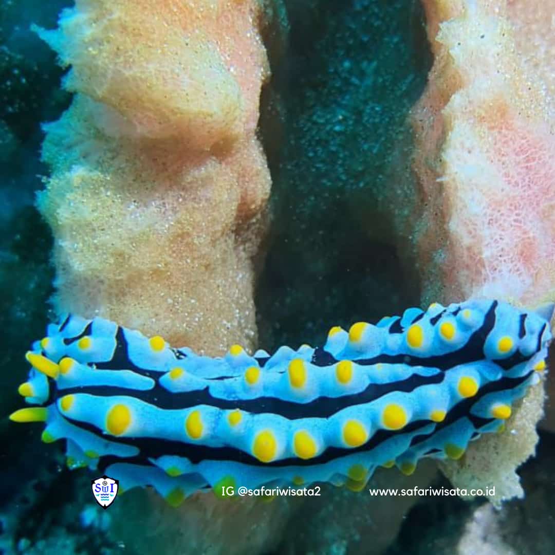 Pulau Weh Diving Package, Sabang Weh Island Dive Trip Price With Resort ...