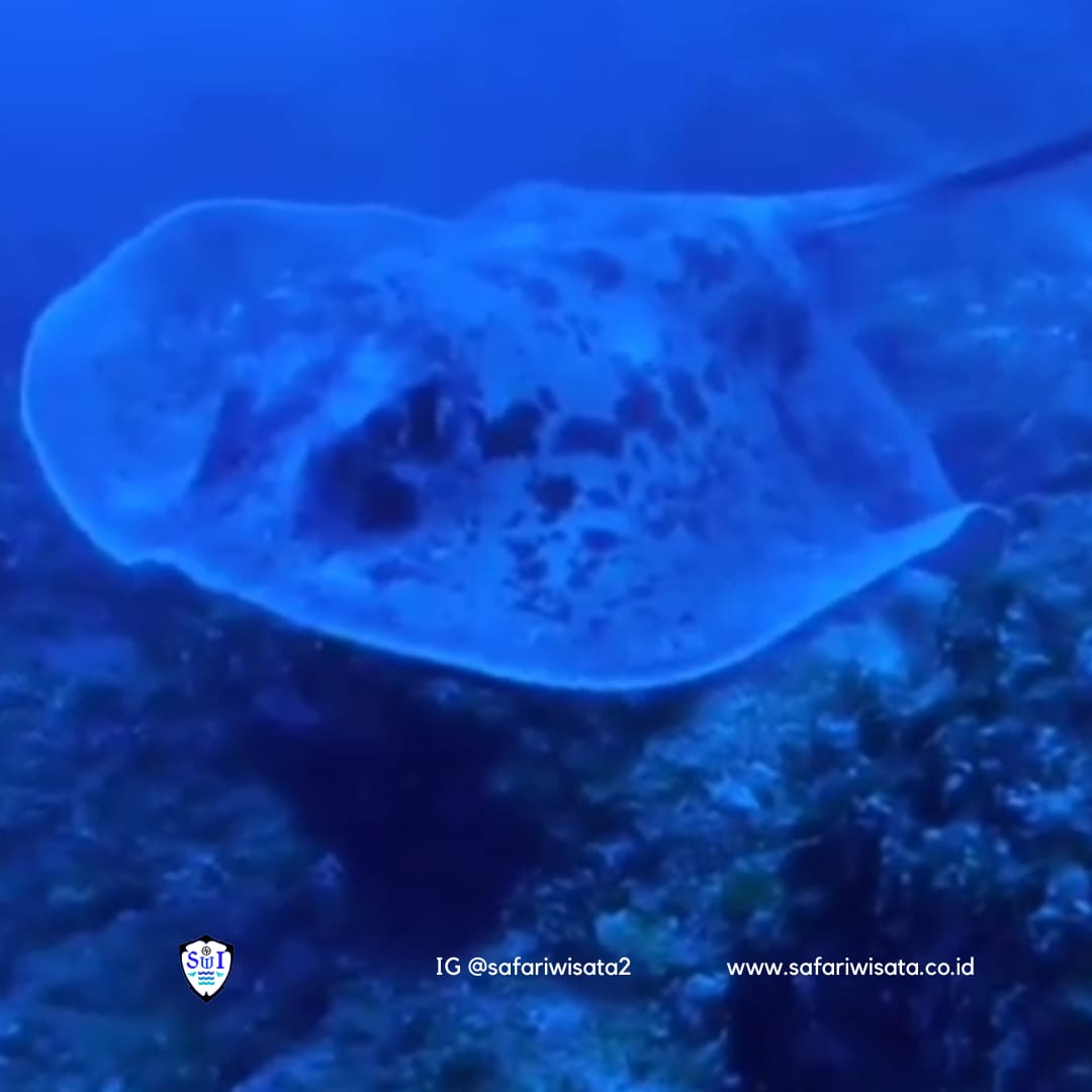 Pulau Weh Diving Package, Sabang Weh Island Dive Trip Price With Resort ...