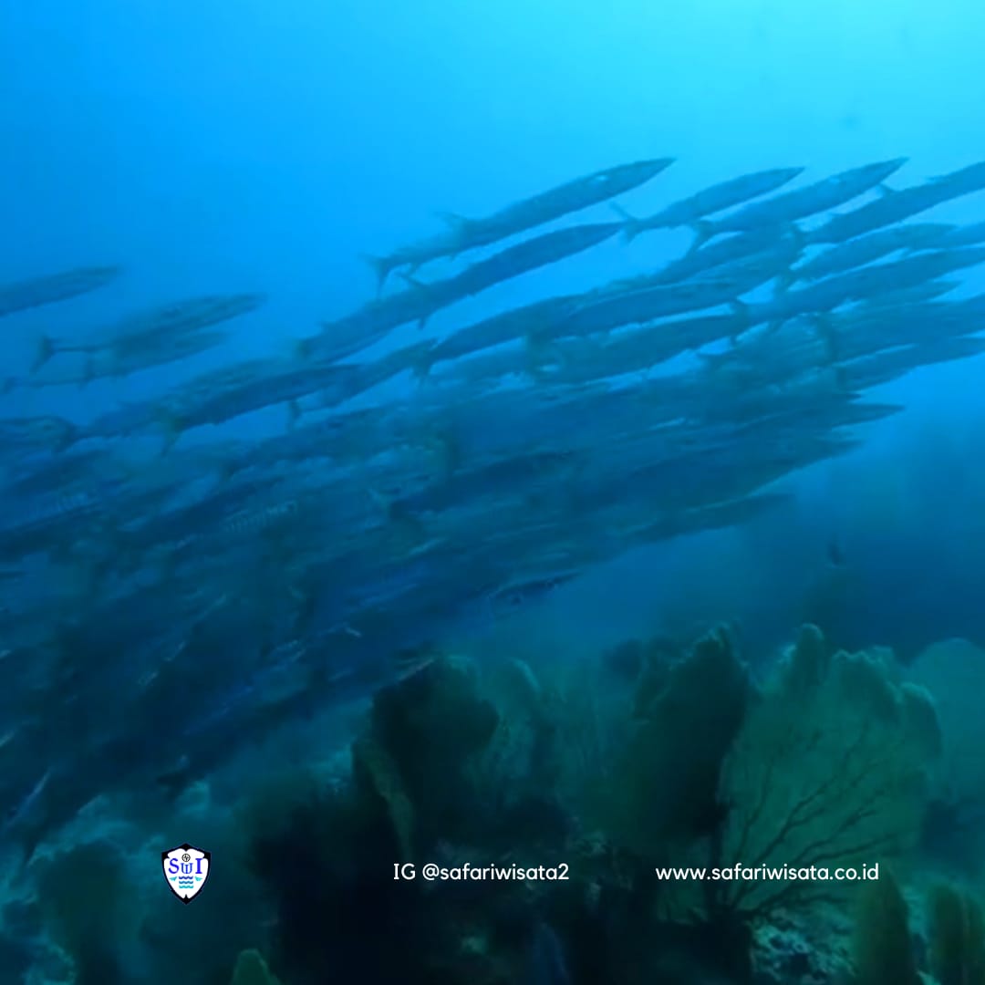 Pulau Weh Diving Package, Sabang Weh Island Dive Trip Price With Resort ...