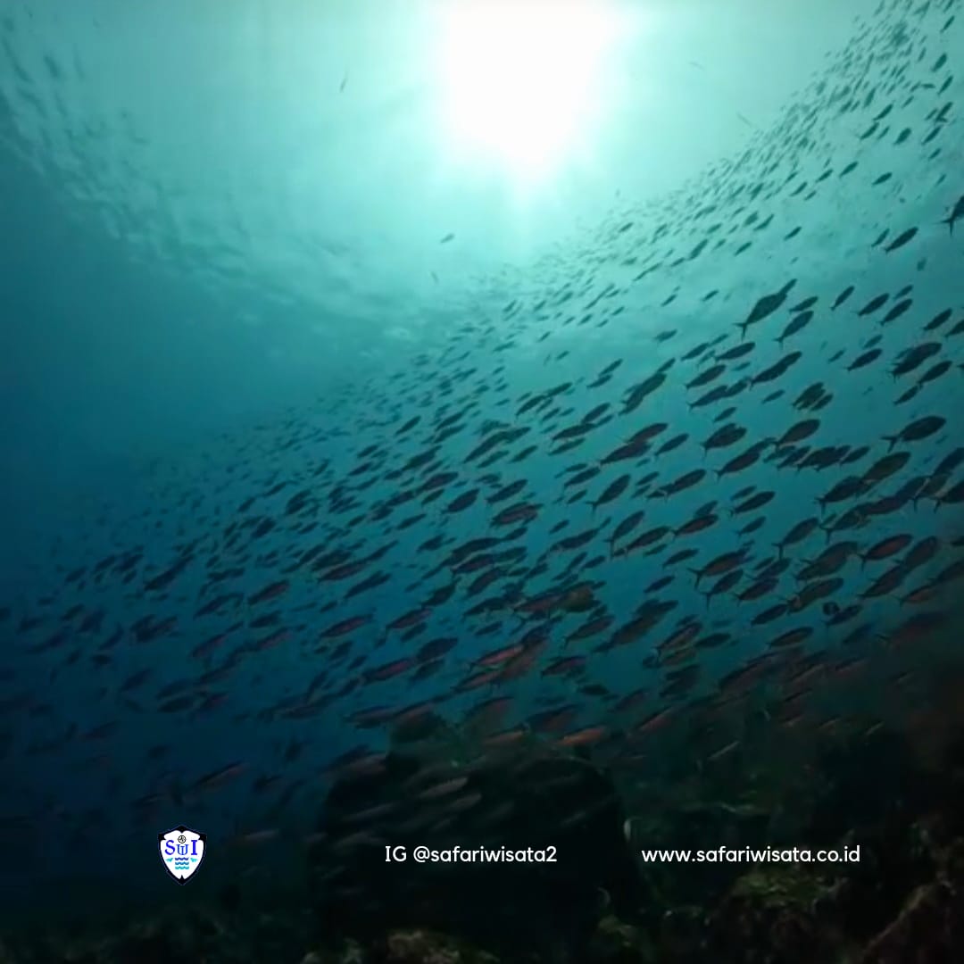 Pulau Weh Diving Package, Sabang Weh Island Dive Trip Price With Resort ...