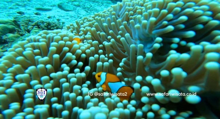 Rubiah Sea Garden Pulau Weh, Snorkeling on Rubiah Marine Park, Sabang ...