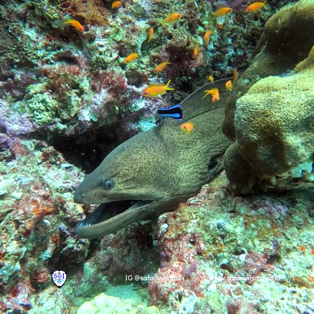 Pulau Weh Diving Package, Sabang Weh Island Dive Trip Price With Resort ...