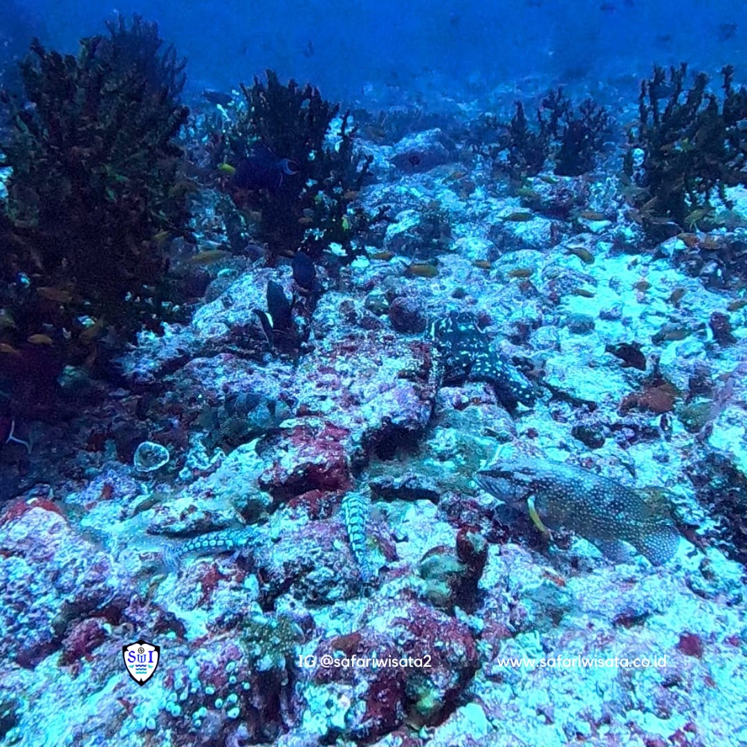 Pulau Weh Diving Package, Sabang Weh Island Dive Trip Price With Resort ...