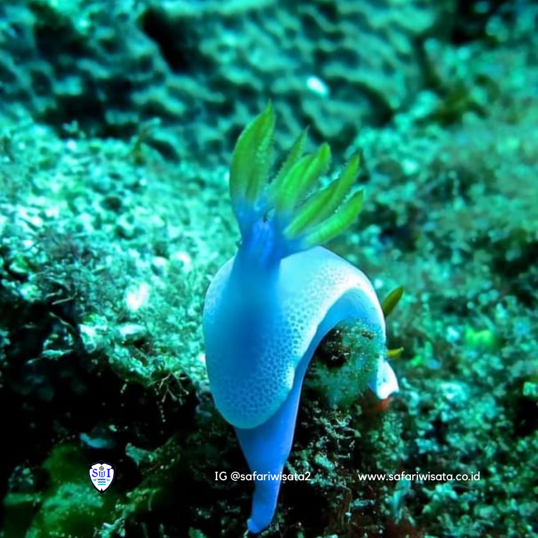 Pulau Weh Diving Package, Sabang Weh Island Dive Trip Price With Resort ...