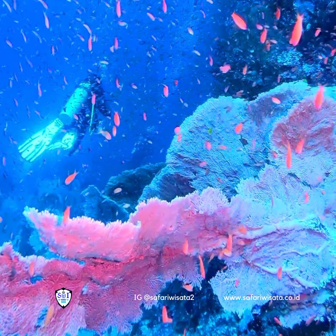 Pulau Weh Diving Package, Sabang Weh Island Dive Trip Price With Resort ...