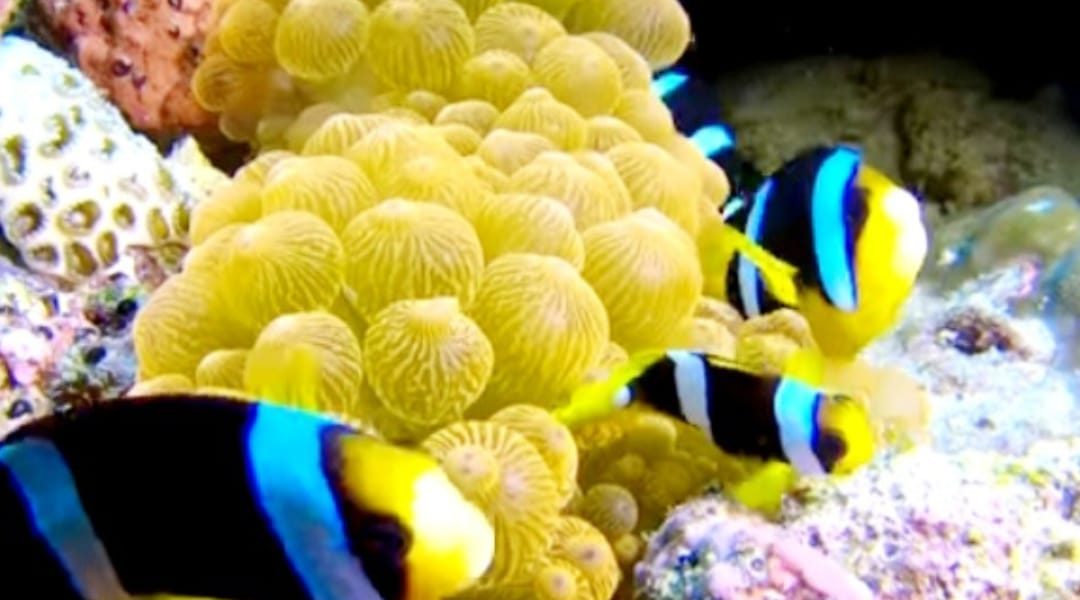 Rubiah Sea Garden Pulau Weh, Snorkeling on Rubiah Marine Park, Sabang ...